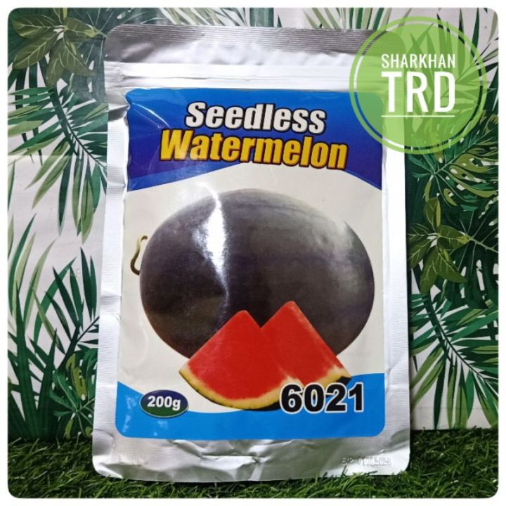 Paket 200g 6021 SEEDLESS WATERMELON Biji Benih Tembikai Boci Madu Merah ... Paket 200g 6021 SEEDLESS WATERMELON Biji Benih Tembikai Boci Madu Merah ...