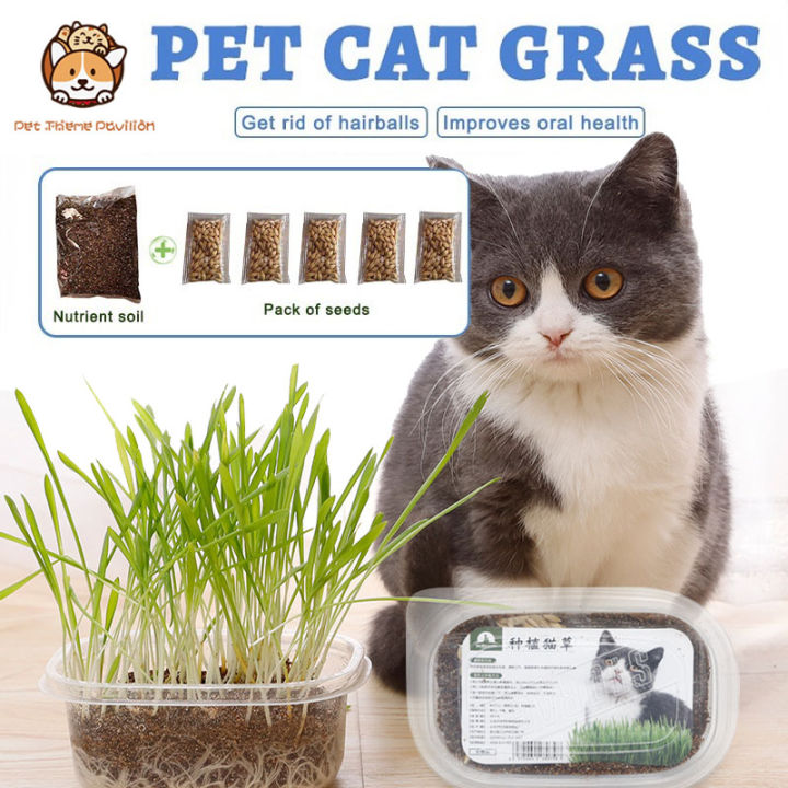 Organic Cat Grass Seeds with Pot and Soil Pet Grass | Lazada PH