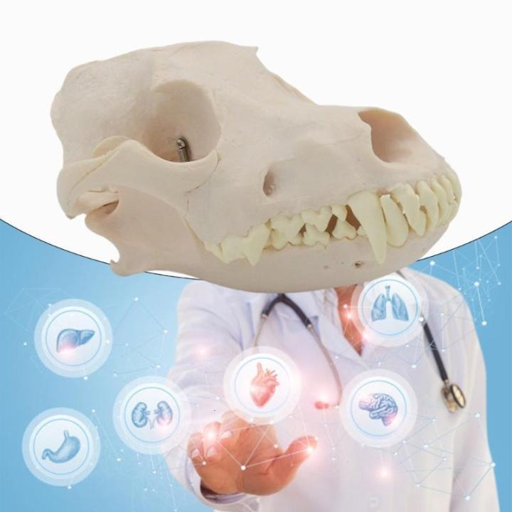 Realistic Dog Head Skeleton Model Realistic Dog Skull Model Flexible ...
