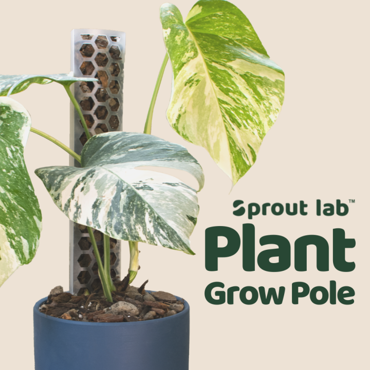 Sprout lab | Plant Grow Pole for Aroids and Climbing Plants | Frosted ...