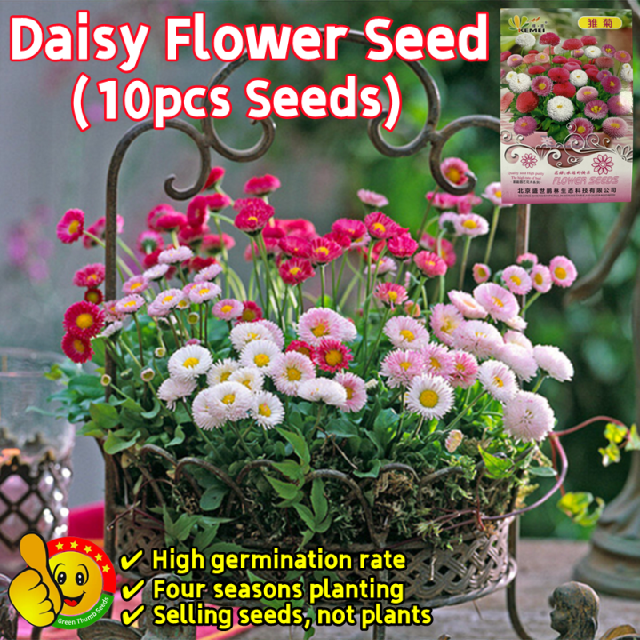 100% Original Daisy Flower Seeds for Sale (Fresh 10pcs Seeds) Biji ...