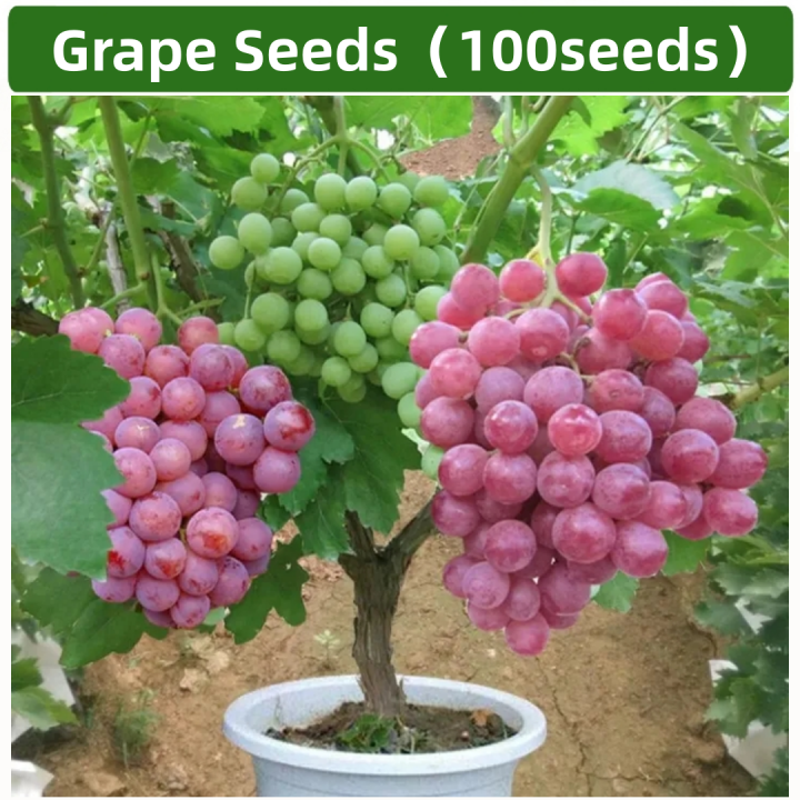100seeds/pack Grape Seeds for Planting Fruit Plants Seeds Bonsai Tree ...