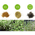 5g Aquarium Plant Seed Rumput Air Akuarium Aquatic Plants Water Grass ...