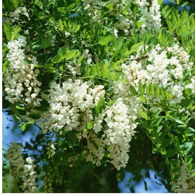 Locust seed National locust tree seedling seed slope protection shrub ...