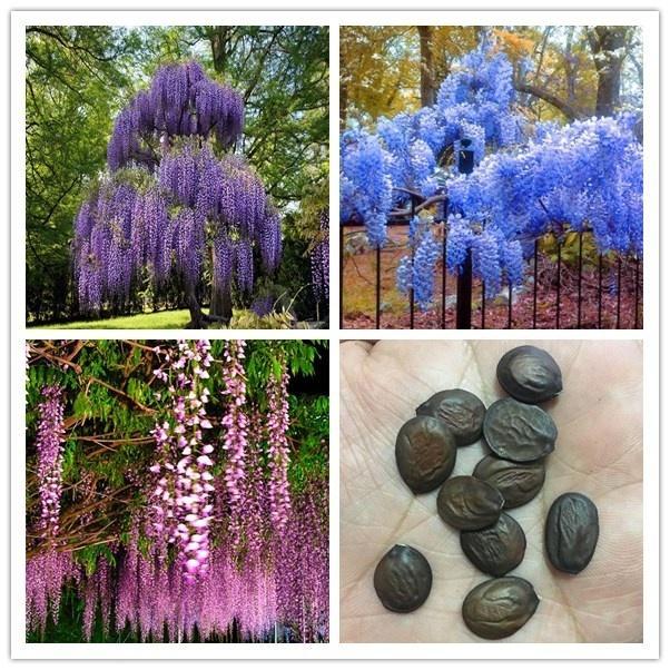 Wisteria Tree Seeds