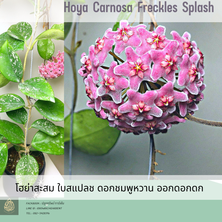 Hoya carnosa freckles splash ต้นไม้ดอก โฮย่าสะสมใบสแปลช ออกดอกดกตลอดปี ...