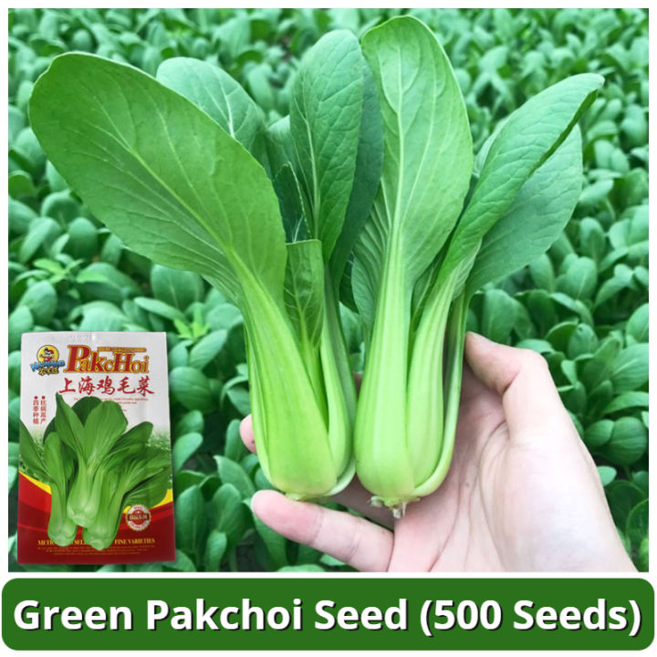 High Yield Green Pakchoi Seeds (300 Seed) Green Stem Pakchoi Cabbage ...
