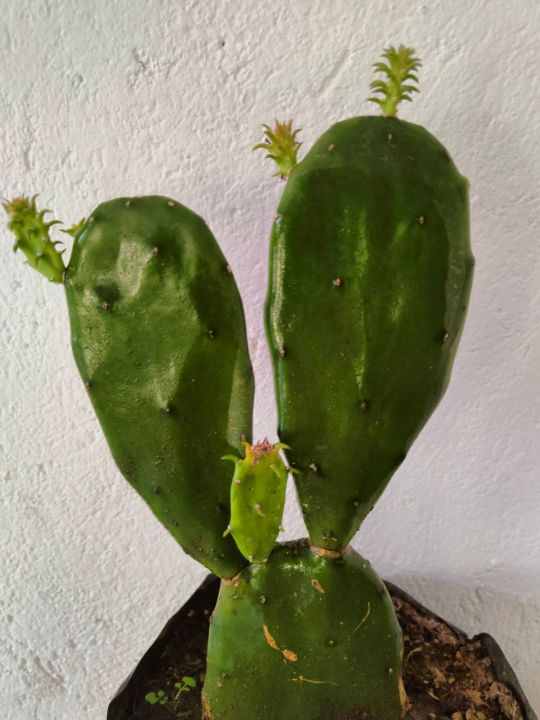 Prickly Pear Cactus (Spineless 1Foot Tall - Live Plant) with FREE ...