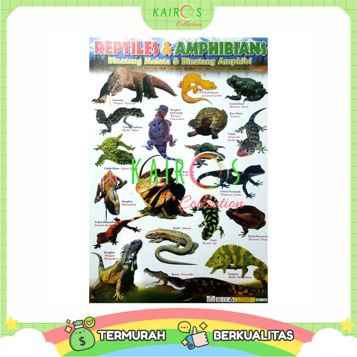 Poster Anak Reptil | Lazada Indonesia