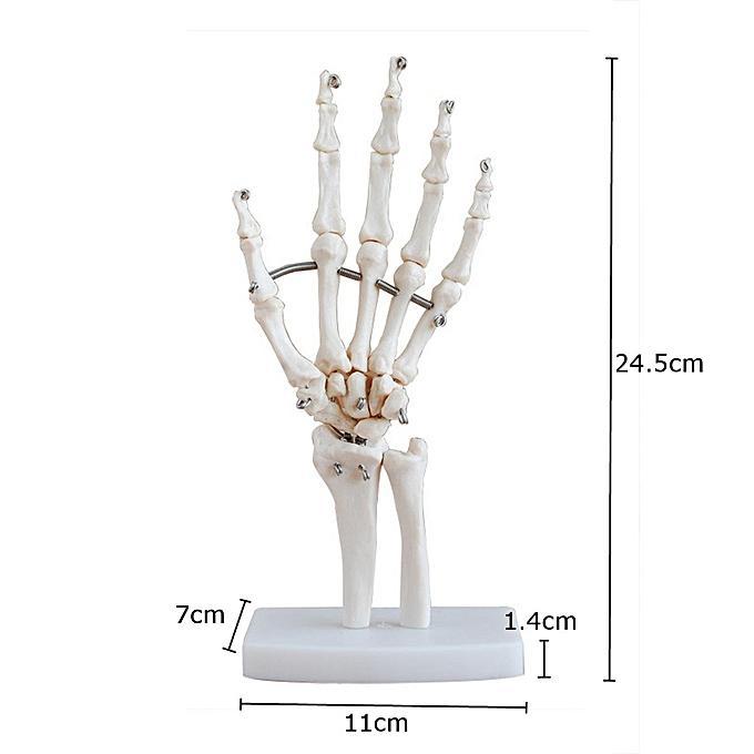 *ship from m'sia* Hand Joint Model Life-size Human Medical Anatomical ...
