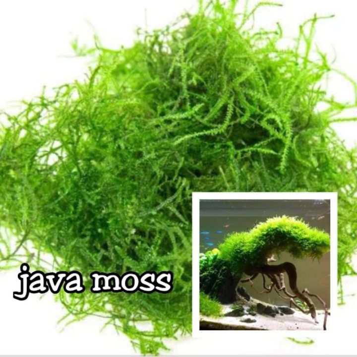 Java moss Christmas moss Aquatic plants | Lazada PH