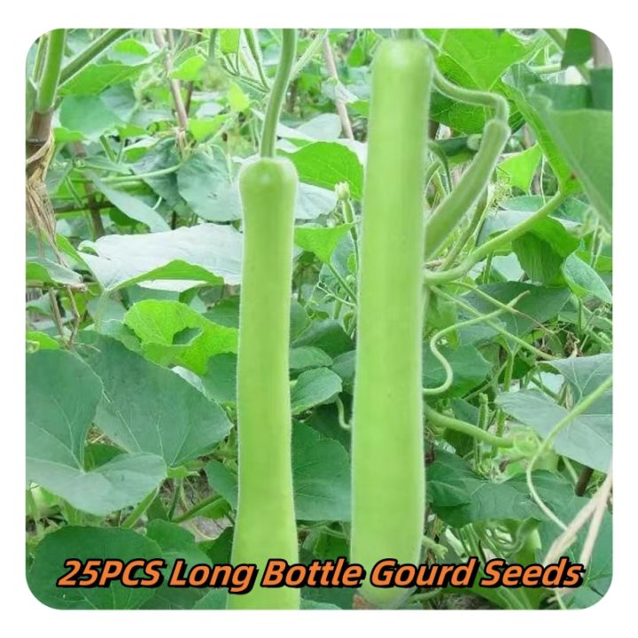 25PCS High Yield Upo Seeds Hybrid Long Bottle Gourd Seeds/Giant Long ...