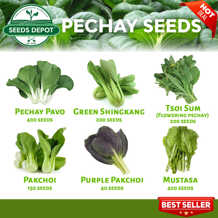 Pechay Seeds - Pechay Pavito Tsoi Sum Green Pakchoi Flowering Shingkang ...
