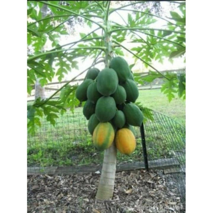 50 Seeds (buy 2 get 1 free) Indian Dwarf Papaya Fruit Paw Paw Miniature ...