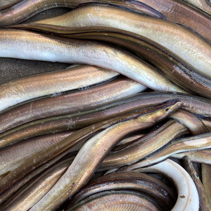 Fishing for fresh eels in Gouqi Island, Zhoushan, deep sea fishing for ...