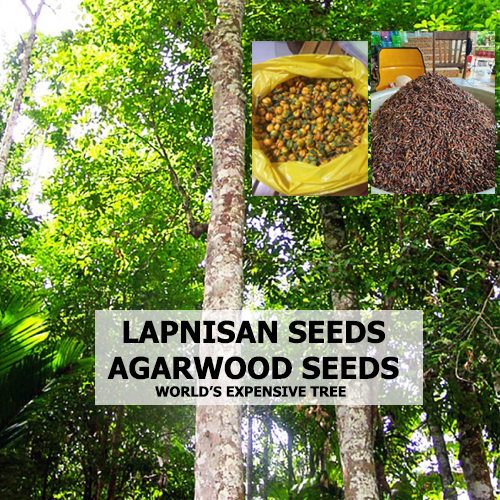 LAPNISAN AGARWOOD SEEDS 5 PIECES WORLD'S EXPENSIVE TREE SEEDS | Lazada PH