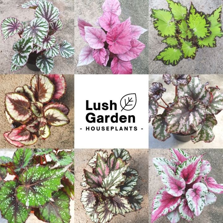 Rex Begonia / Asam Batu (Part 1) 秋海棠 120mm Pot Live Plant Pokok Hiasan ...