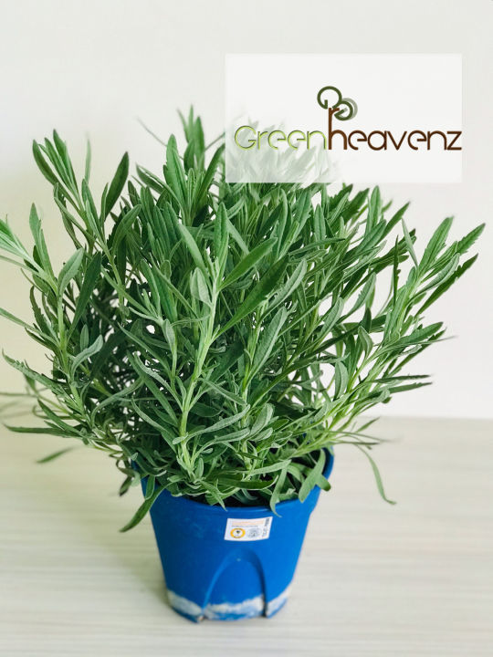 GHZ Herb Live Plant Lavendar Plant Pokok Herba Hidup Lavender Plant ...