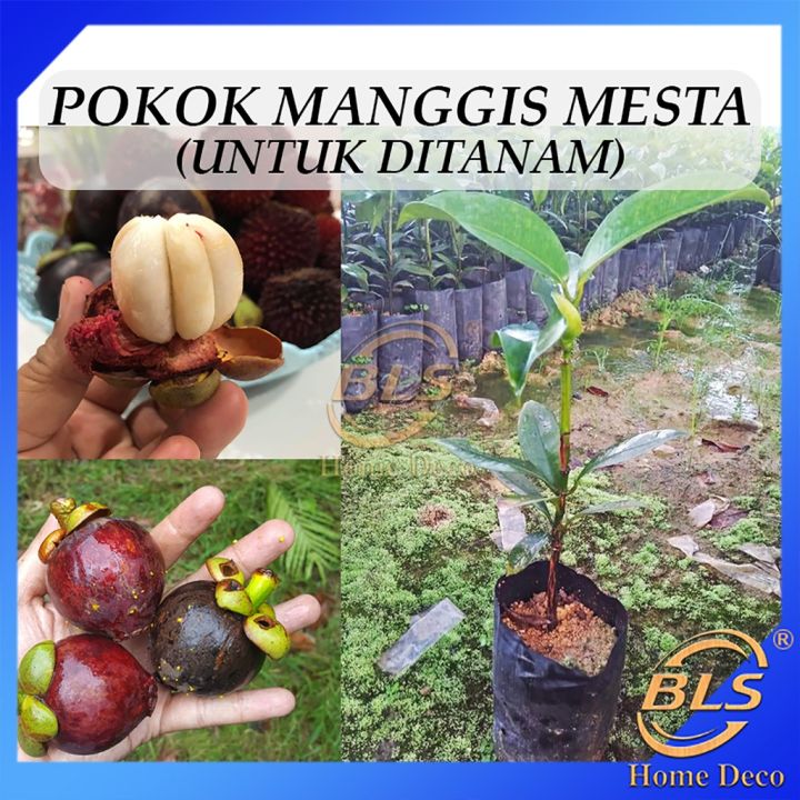Pokok Manggis Mesta Manggis Jepun Untuk Ditanam Pokok Hidup Real Live Plant Japanese Mangosteen ...