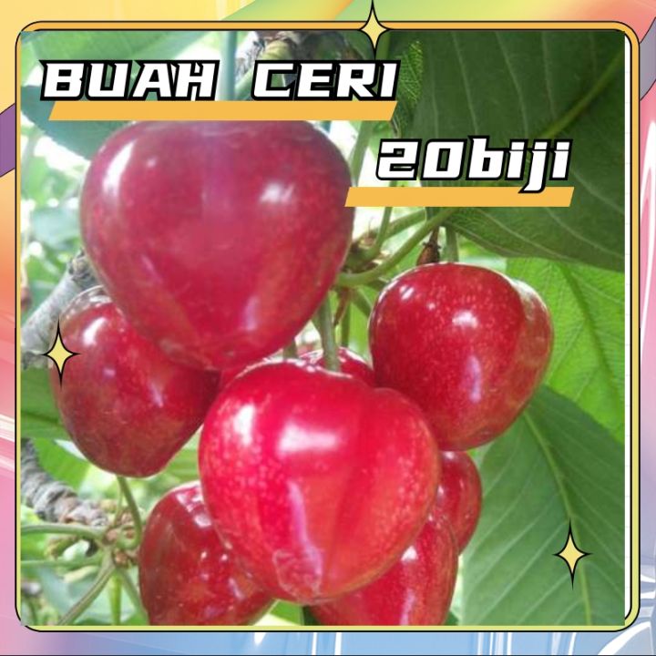 [Hasil tinggi]20 butir Biji Bibit - BUAH CERI benih Red Sweet Cherry ...