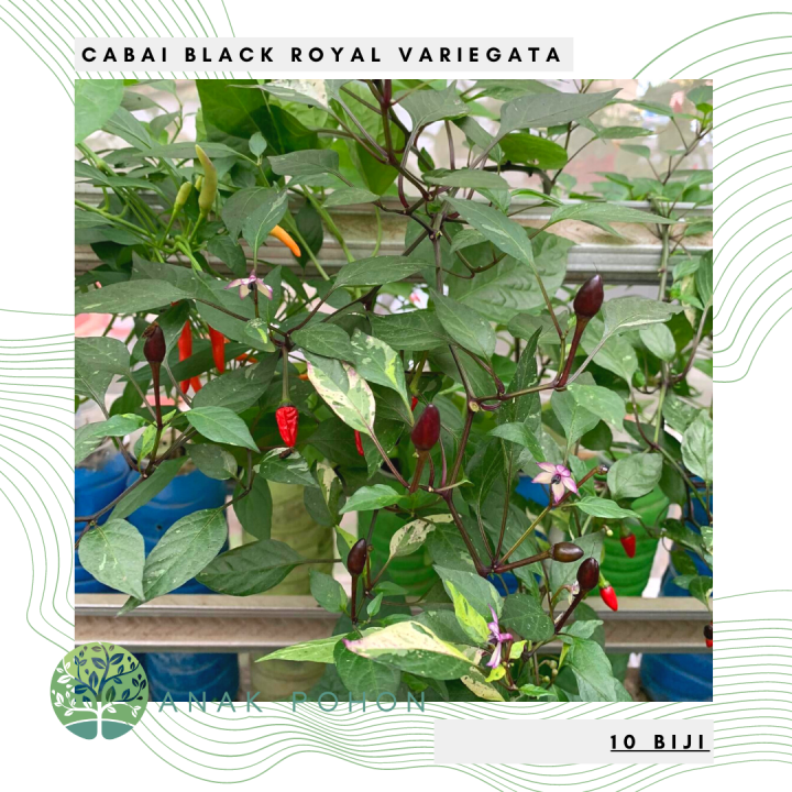 (10 Biji) Benih Bibit Biji - Cabai Black Royal Variegata Pepper Cabe ...
