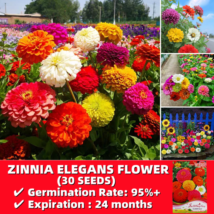 Original Mixed Zinnia Elegans Seeds Easy To Grow Philippines - 30Seeds ...