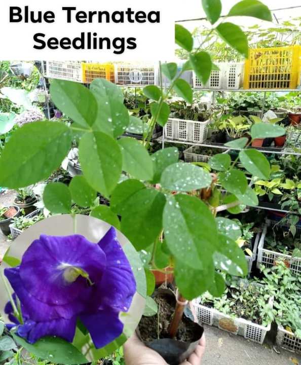 EPS Cut 0000052110 Clitoria Ternatea/ Blue Ternatea Seeds | Lazada PH