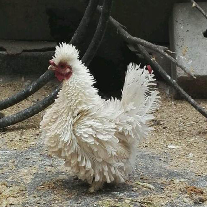 Feather-turned-wool hat chicken eggs watch fertilized chicken eggs can ...