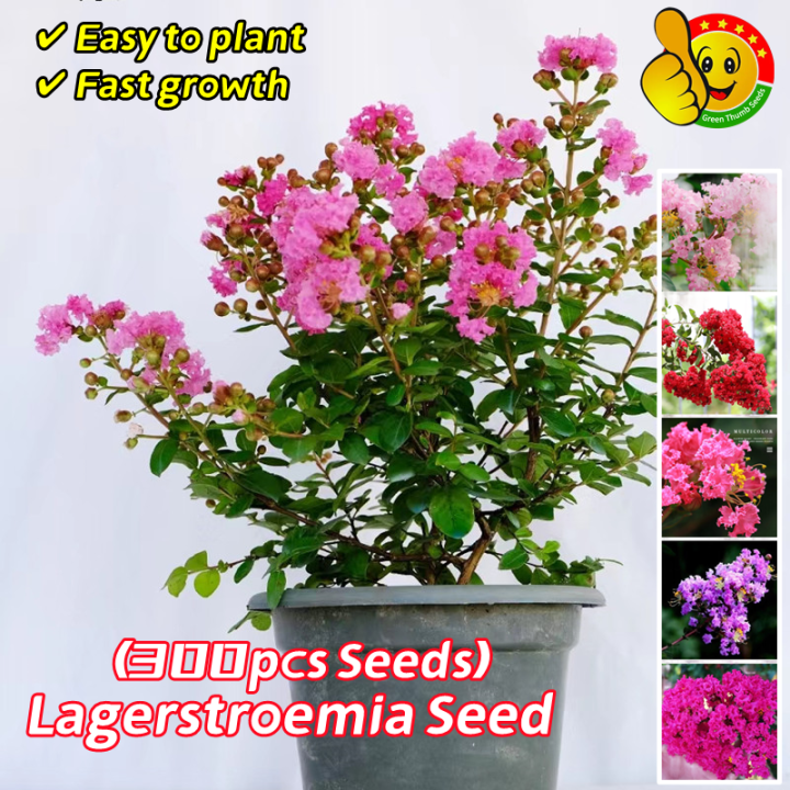 100% Original Mixed Bonsai Lagerstroemia Seeds for Planting Flowers ...