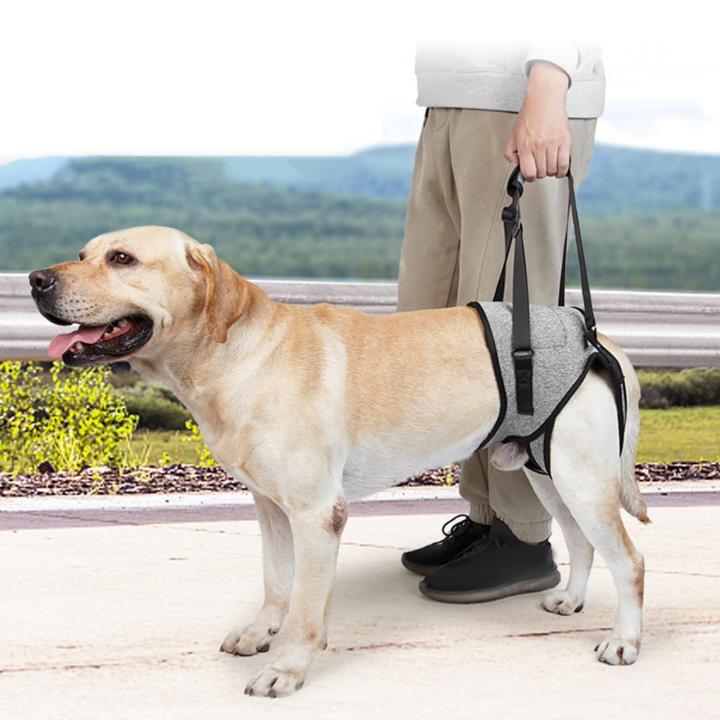 Petery Dog Harness Lifting Support Auxiliary Belt Pet Support Sling for ...
