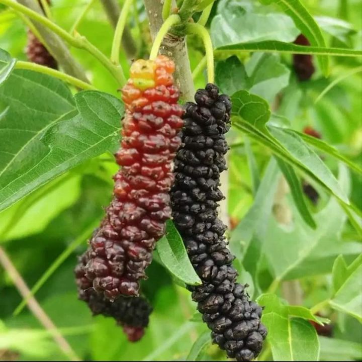 NO COD Anak Pokok Mulberry Chicken Claw | Lazada