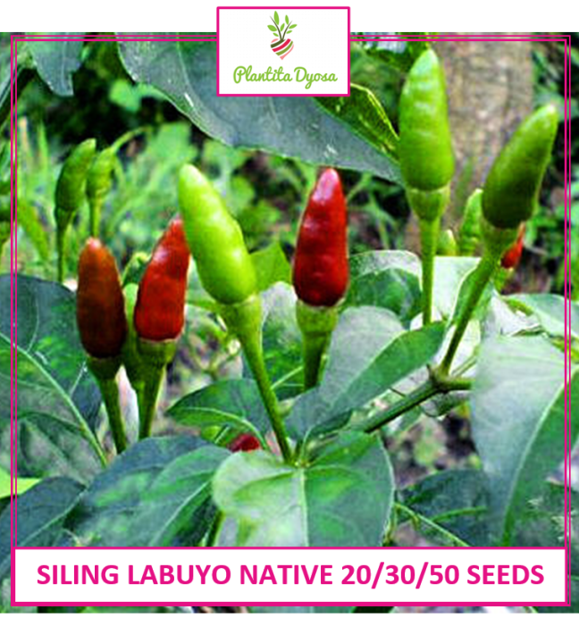 SILING LABUYO NATIVE 20/30/50 SEEDS | Lazada PH