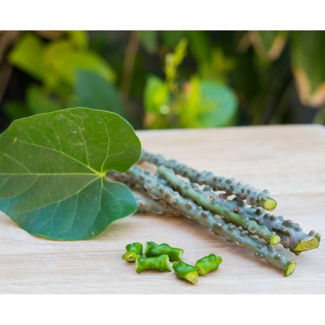 Batang tanaman batrawali/brotowali/bratawali 500gram segar | Lazada ...