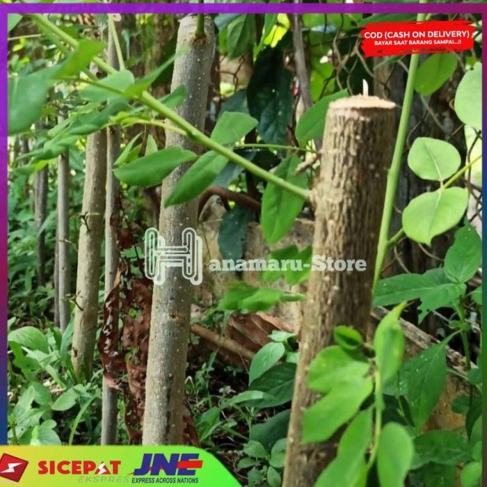 Bibit pohon gamal atau tanaman gamal tinggi 1 meter | Lazada Indonesia