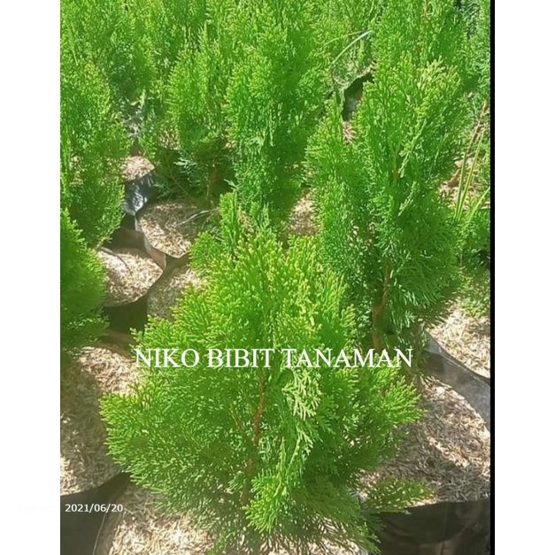 BIBIT CEMARA KIPAS (COCOK DI TARUH POT) SIAP TANAM | Lazada Indonesia