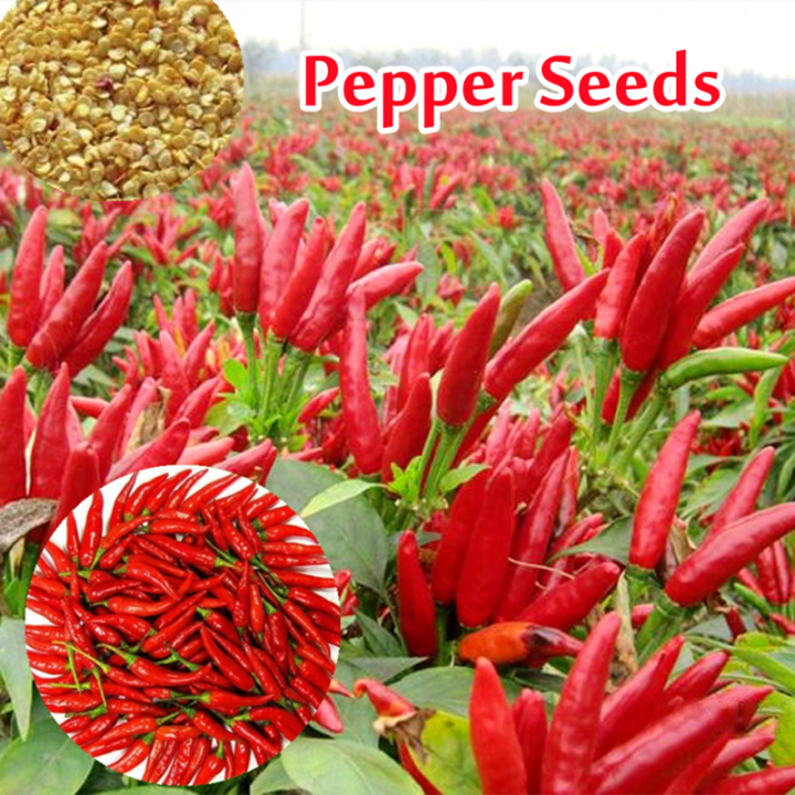 200 Seeds Chili Pepper Seeds for Sale Siling Labuyo Seeds for Planting ...