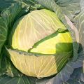 REPOLYO / CABBAGE SEEDS -（200seeds）HYBRID/HIGH YIELD/EASY TO GROW ...