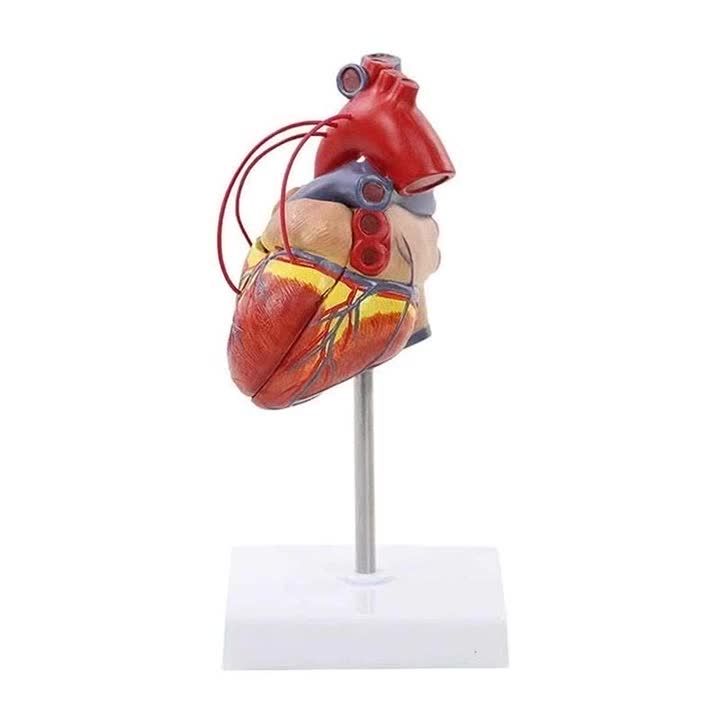 Natural Large Human Heart Bypass Heart Anatomy Model 1:1 Scale Heart ...