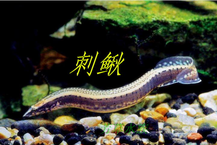 Misgurnus anguillicaudatus Chinese primitive fish Feng Shui fish fierce ...