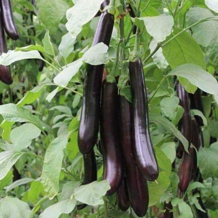 FAMILIFE (200 seeds) Eggplant Vegetable Talong Seeds/ Long and Purple ...