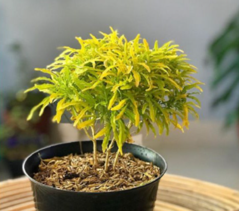 Tanaman Hias Berokoli kuning / tanaman brokoli kuning | Lazada Indonesia