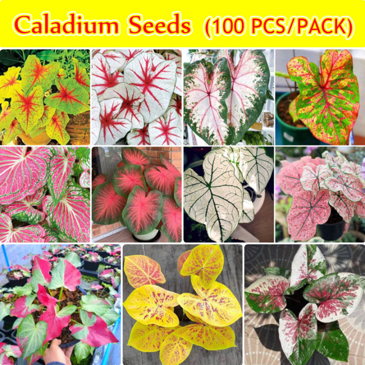 Philippine Ready Stock 100pcs Mixed Colors Caladium Seeds Caladium ...