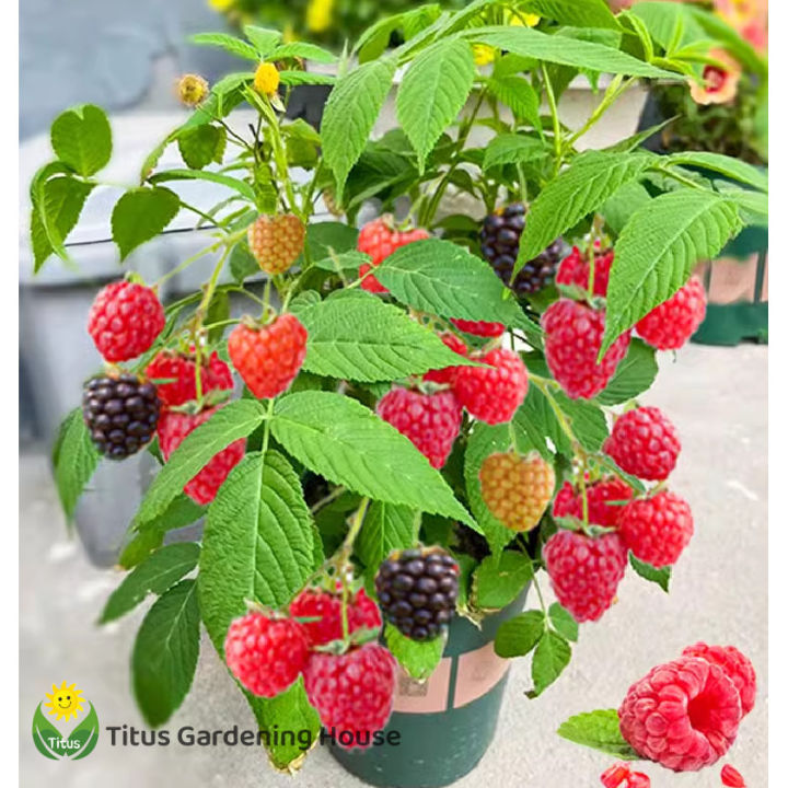 Kuning Merah Hitam unggul Benih Raspberry(100benih) benih buah buahan ...