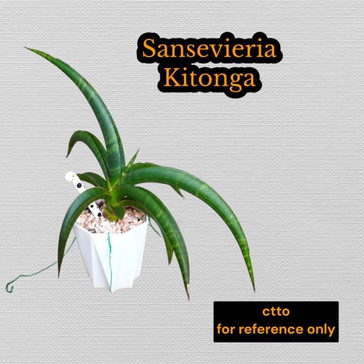 Kitonga Sansevieria | Lazada PH