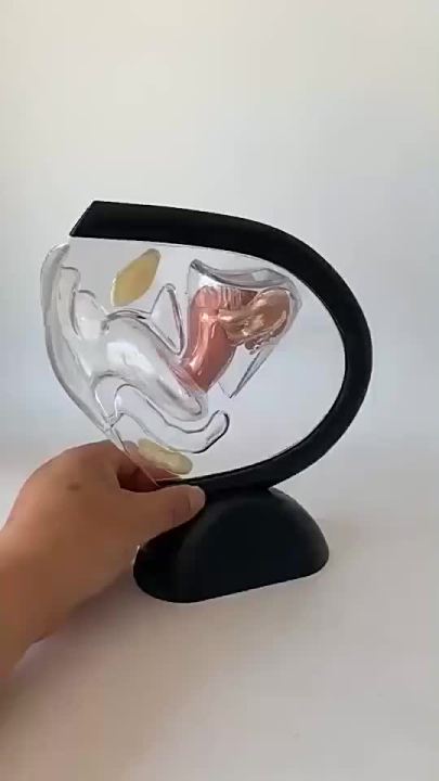 Transparent Uterus Model Visible Human Anatomical Model Female ...