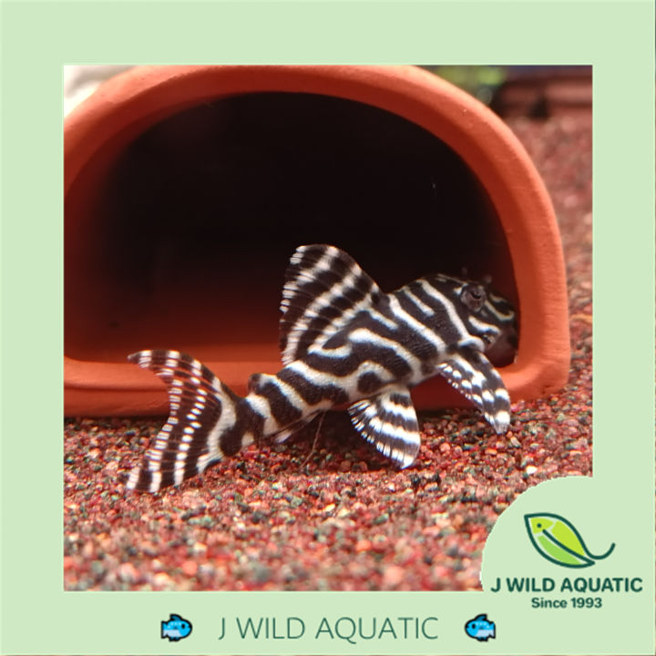 [J Wild Aquatic]—— L333 King Tiger Pleco 帝王迷宫异形 | Lazada