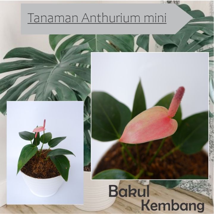 Tanaman hias anthurium mickey mouse Anturium Mini pink anthurium micky ...