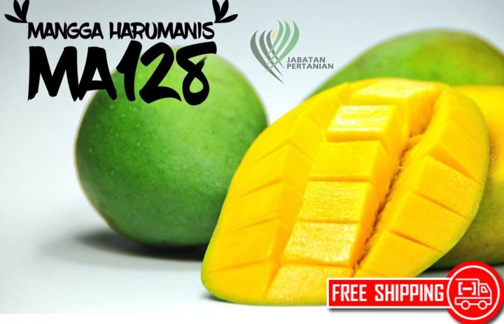 Mango Harumanis Perlis 2kg 3kg a Box 100% Originally Fresh From Farm ...