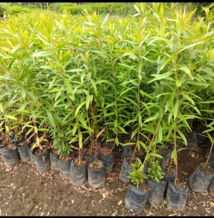 bibit tanaman kayu putih / bibit kayu putih | Lazada Indonesia