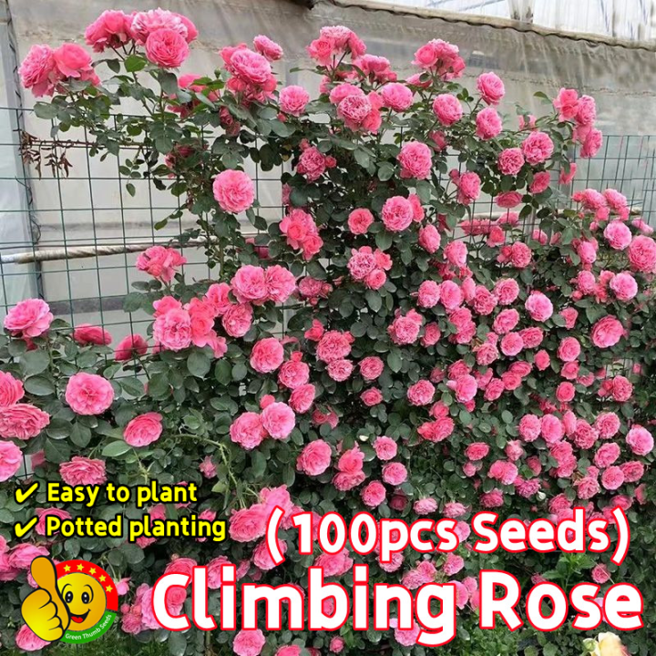 100% Original 100pcs Seeds Colorful Climbing Rose Seeds for Planting ...